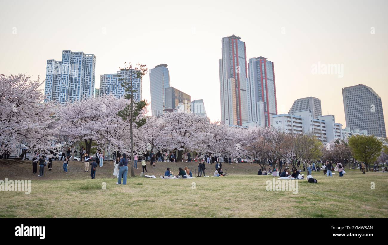 People enjoying view of blooming cherry blossom trees in Yeouido park on Han river in Seoul ...