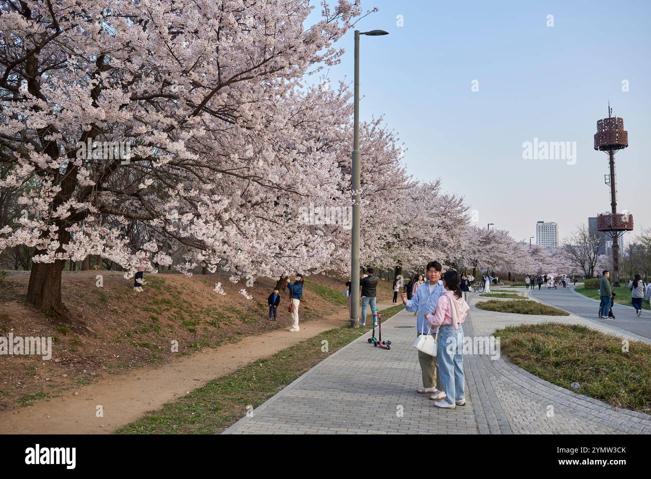 People enjoying view of blooming cherry blossom trees in Yeouido park on Han river in Seoul ...