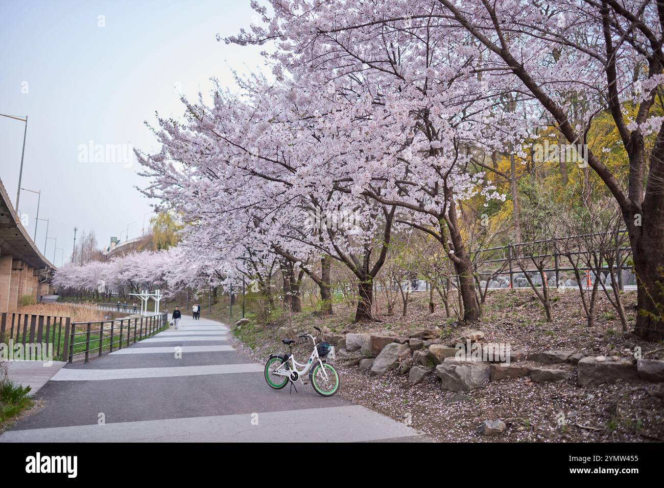 Blooming cherry blossom trees in Yeouido park on Han river in Seoul, South Korea on 5 April 2024 ...
