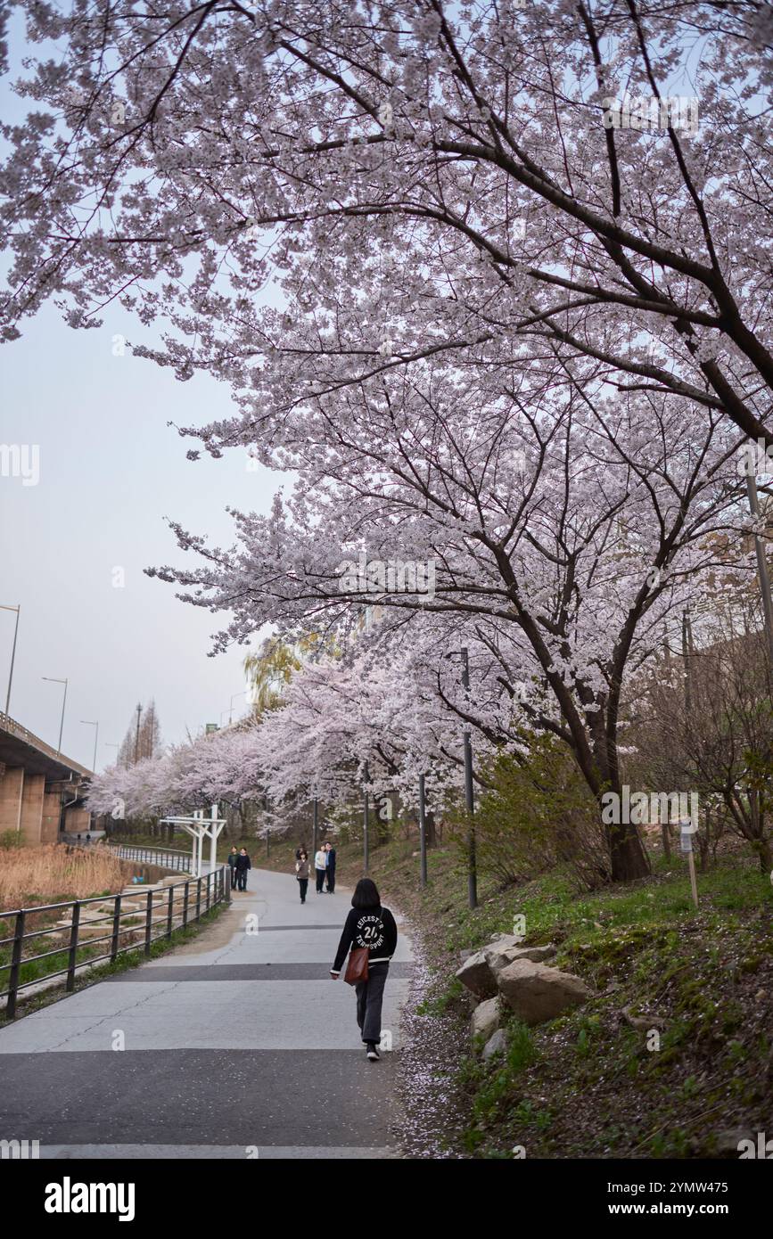 Blooming cherry blossom trees in Yeouido park on Han river in Seoul, South Korea on 5 April 2024 ...