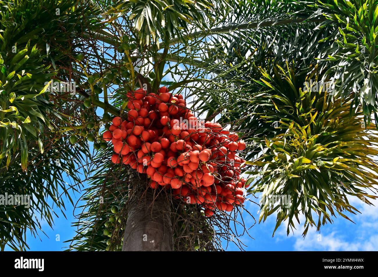 Palm tree fruits in Maracanã district, Rio de Janeiro, Brazil Stock ...