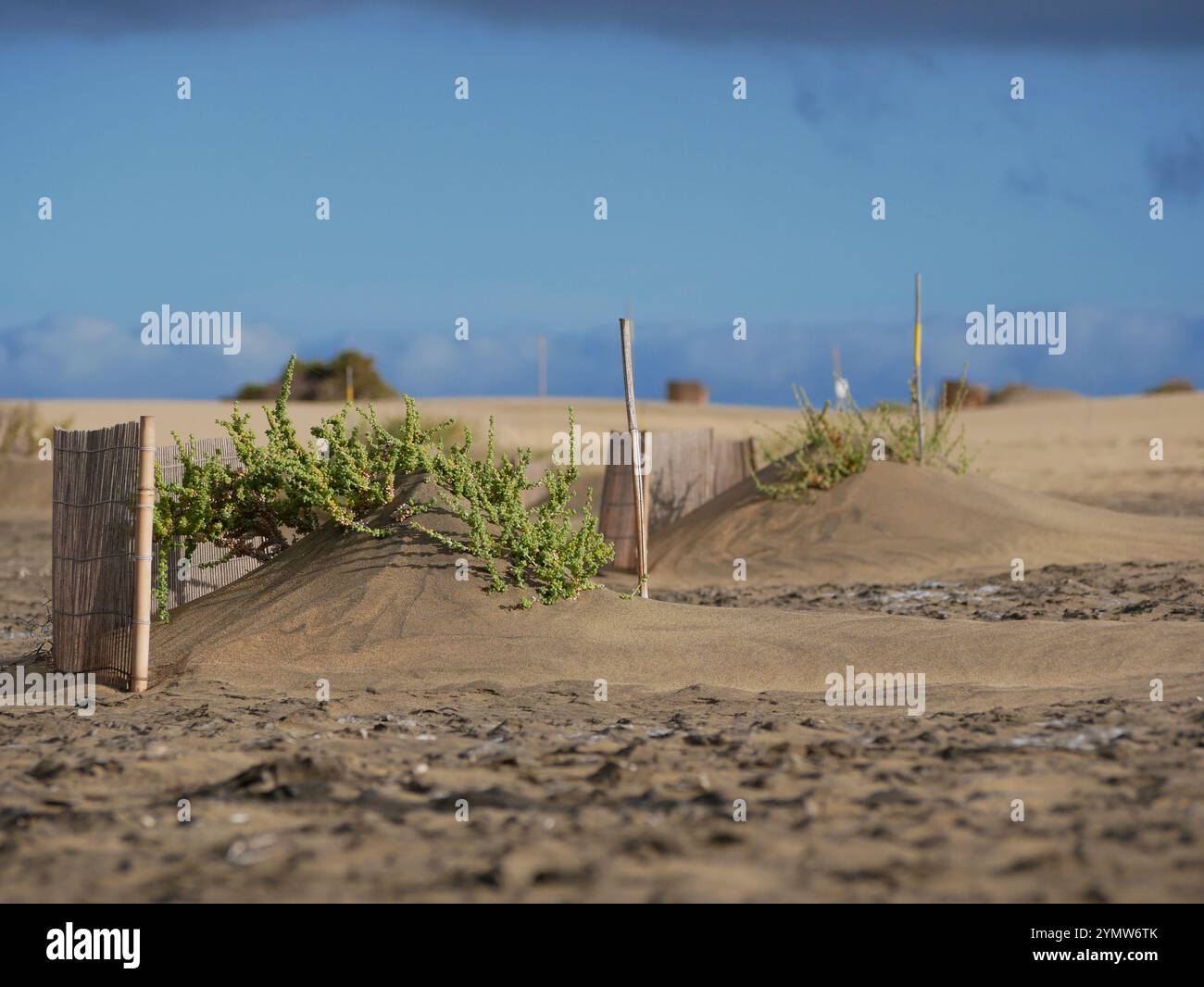 Special fence barriers for conservation ecosystem plants of dune in ...