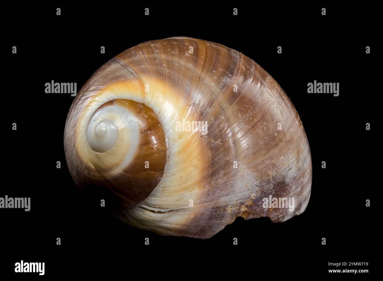 A polished brown moon snail shell with subtle cream and white spirals ...