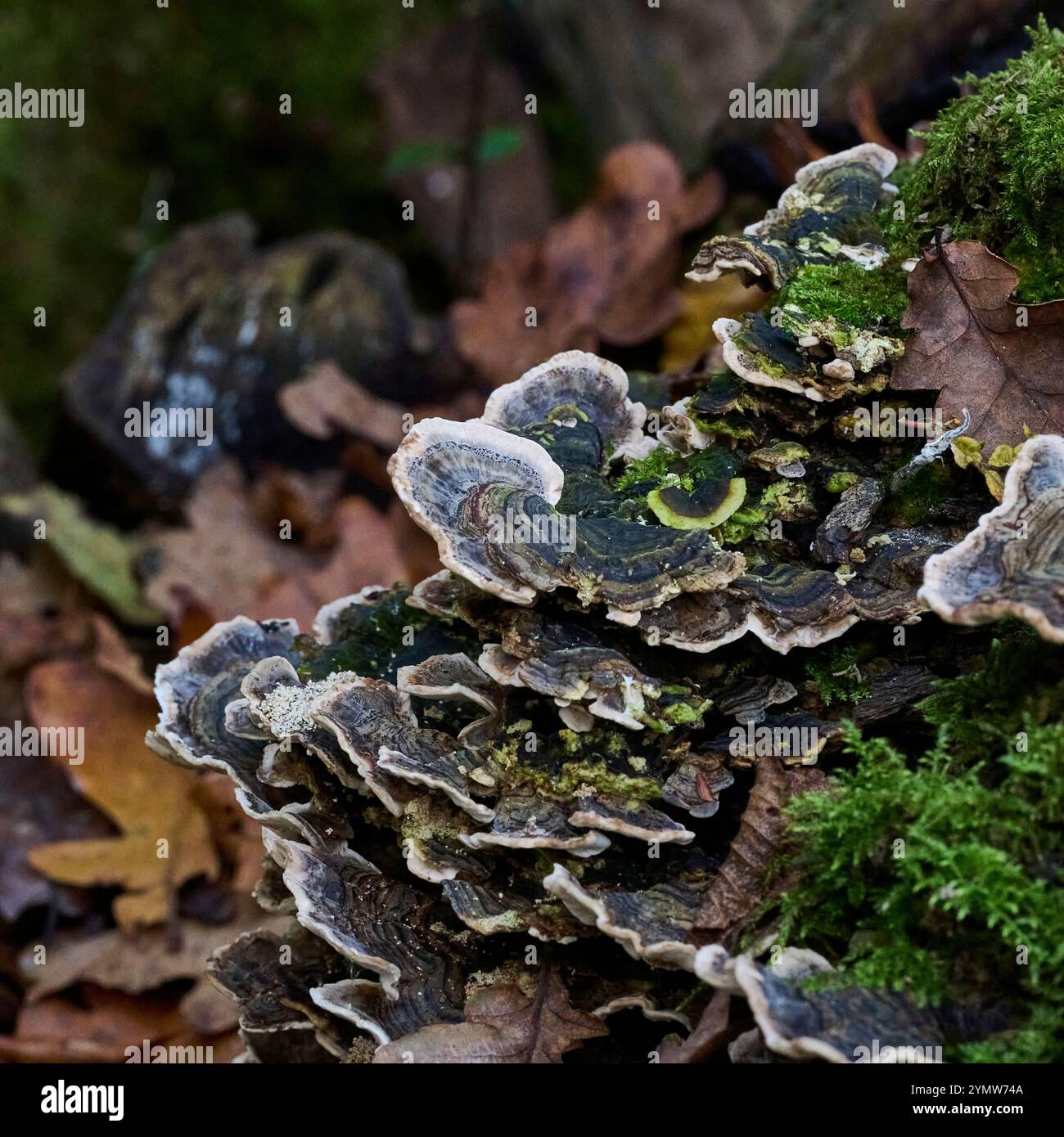 Log tail hi-res stock photography and images - Alamy