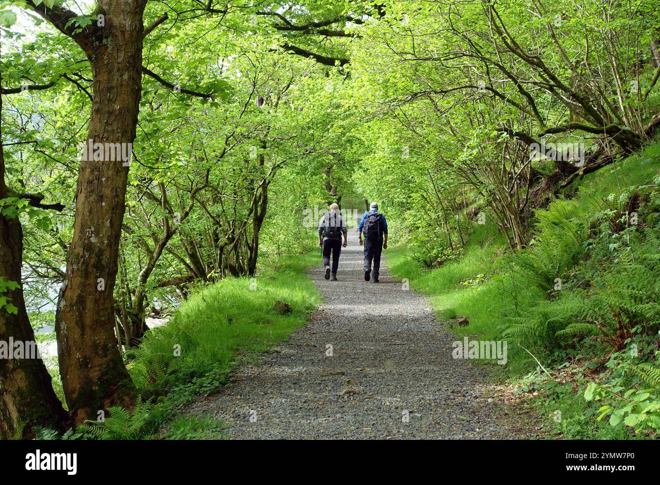 Two Men (Hikers) Walking on Track in Low Wood by Brothers Water Lake to ...