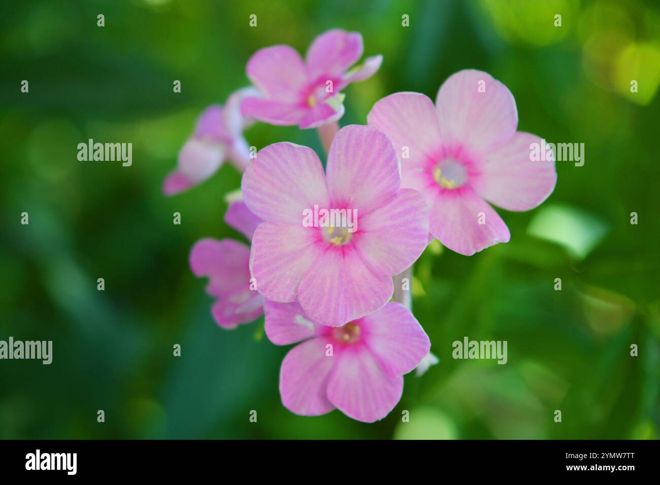 Petunia and phlox flowers hi-res stock photography and images - Alamy