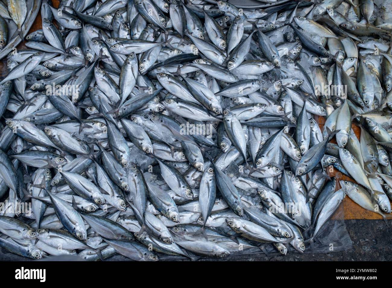 Freshly Caught Fish on sale Duong Dong Seafood Market on Phu Quoc ...