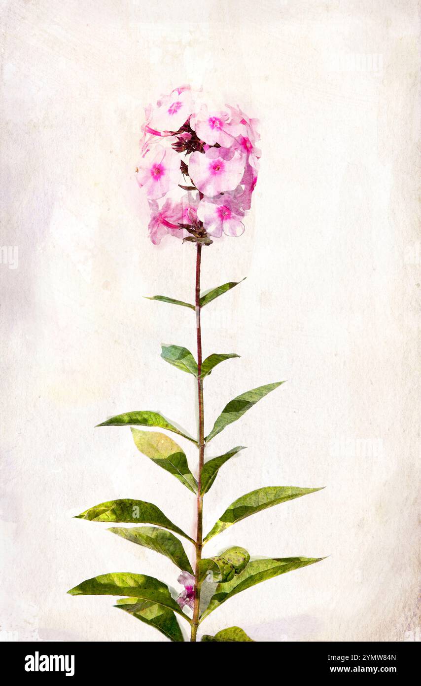 Illustration of watercolor pink phlox on a vintage background Stock ...