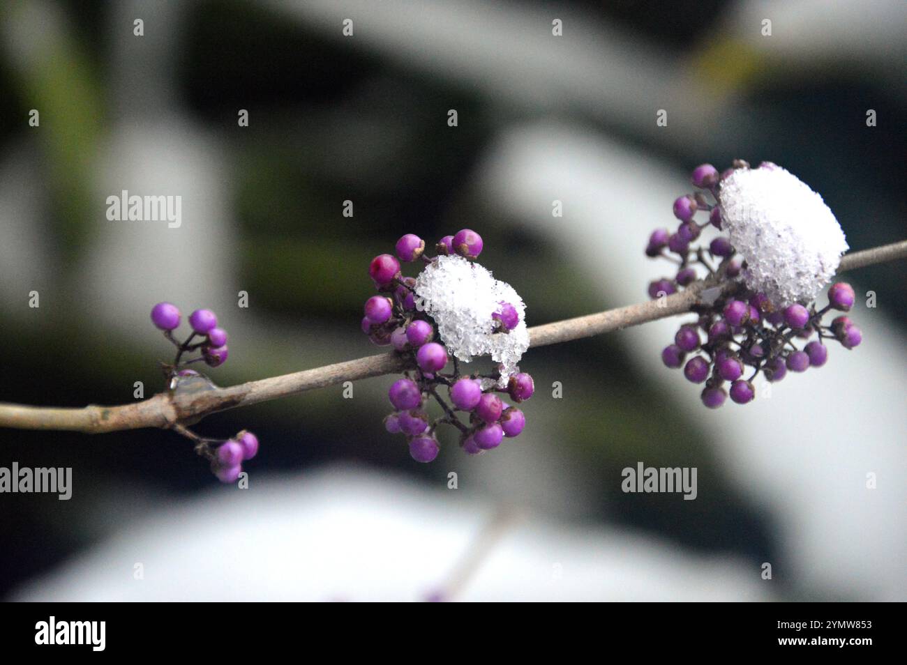 Snow on the Purple Berries of the Chinese Callicarpa Bodinieri ...