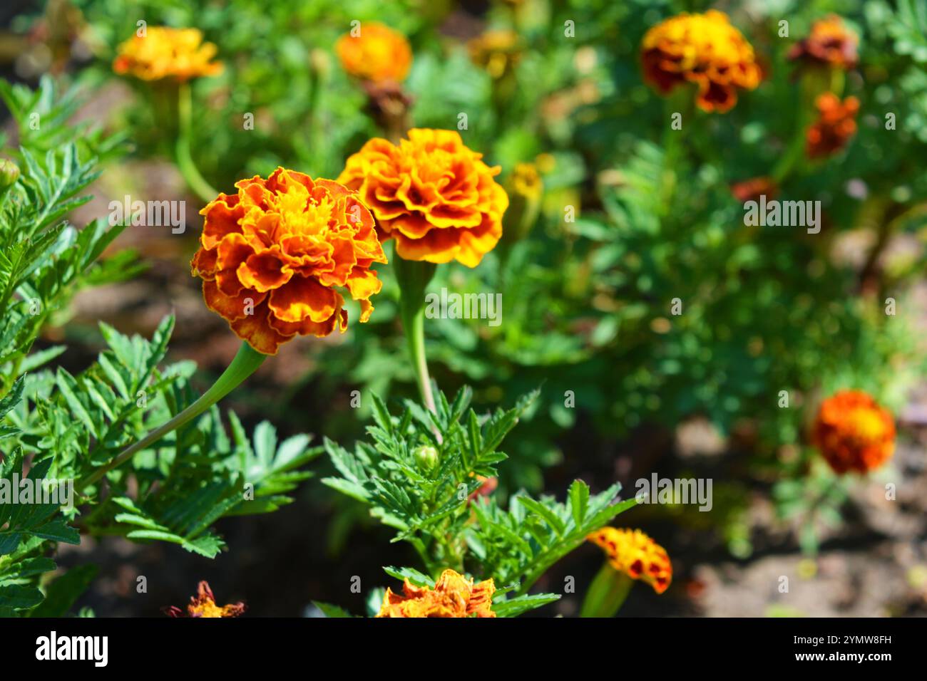 Unusual blooming orange, brown flowers of marigolds growing on a large ...