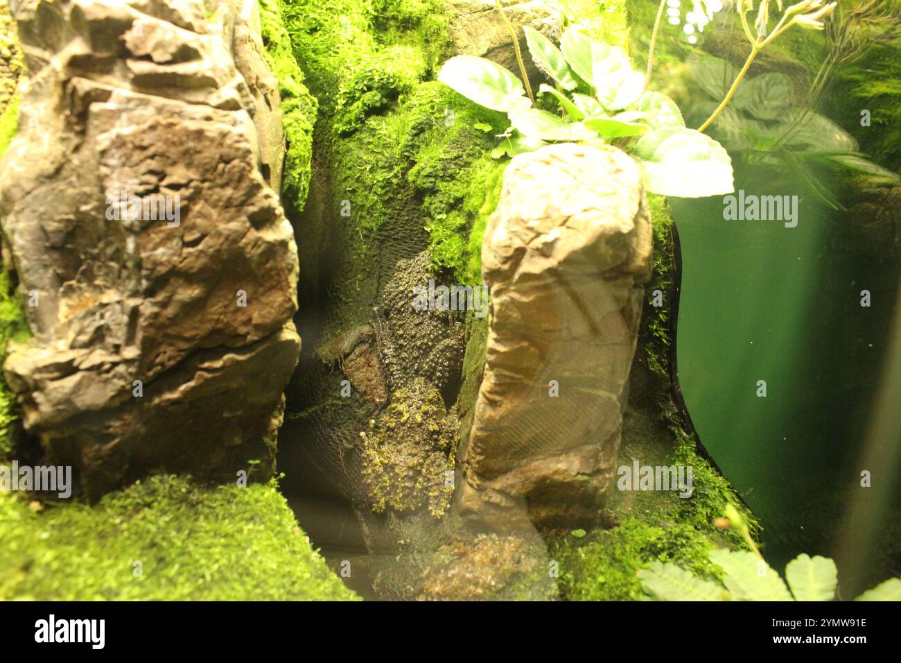 Rhacophoridae is a frog between rocks and moss. Growing amphibians in ...