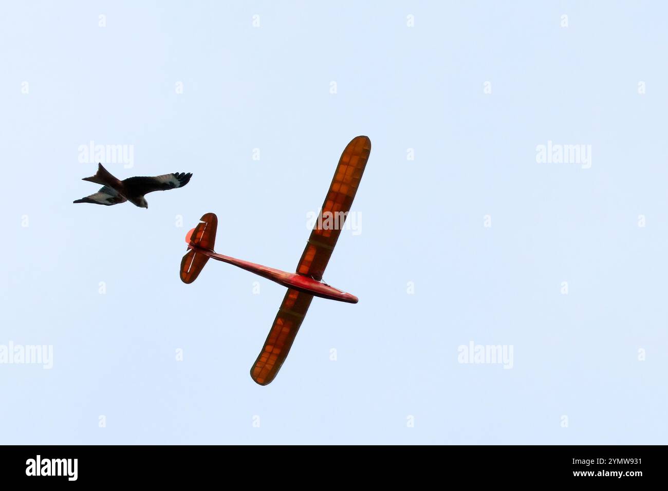 Long bowed wings hi-res stock photography and images - Alamy