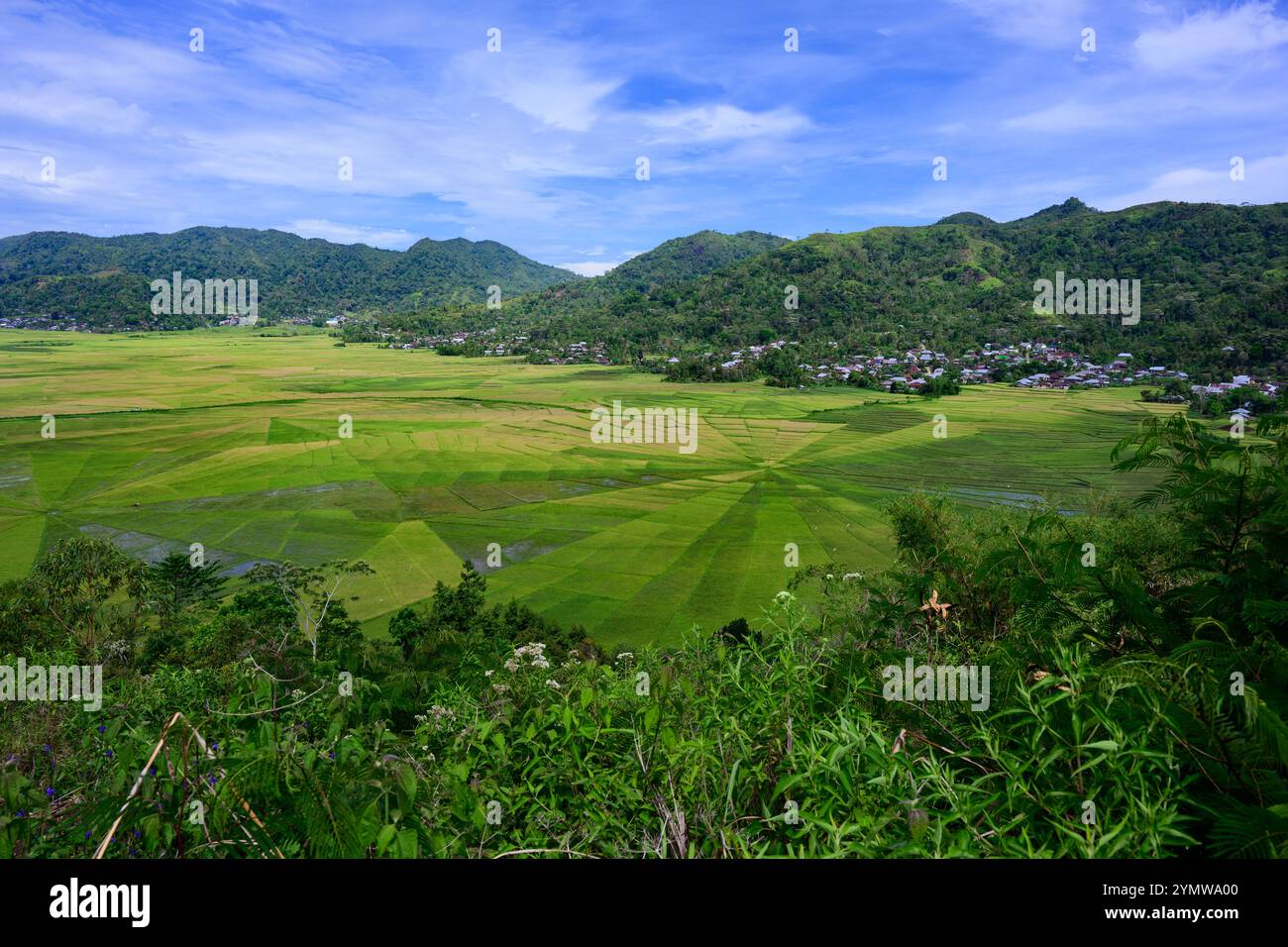 Spider Web Rice Fields or Paddy in Lingko Cara, Cancar, Flores ...