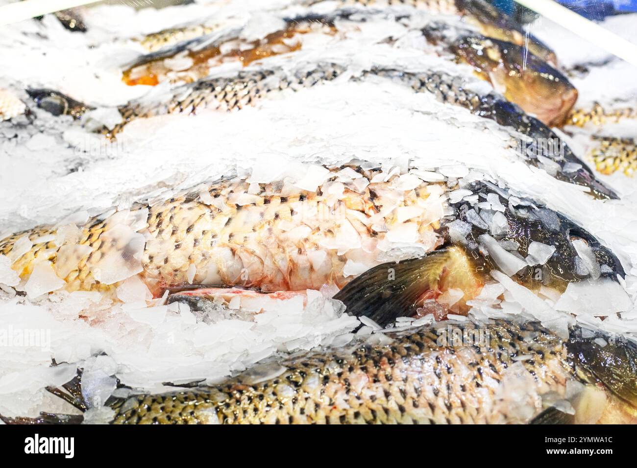 Silver carp hi-res stock photography and images - Alamy
