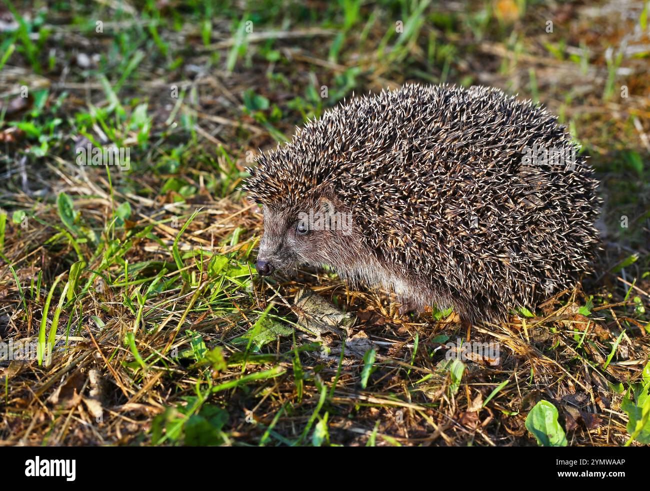 Hedgehog habitat hi-res stock photography and images - Alamy