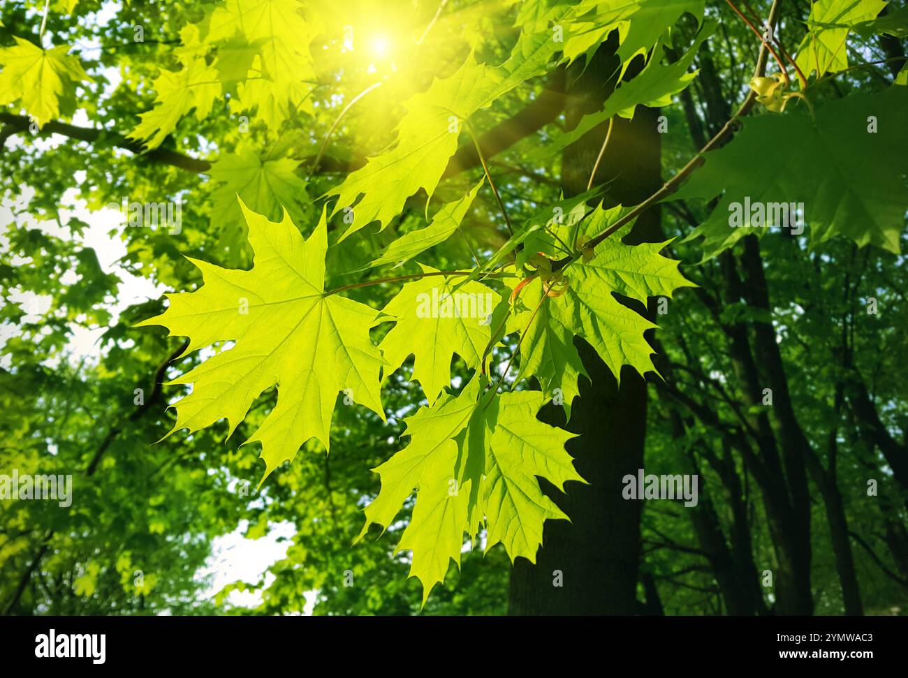 Beautiful fresh spring leaves of maple tree and sunlight Stock Photo ...