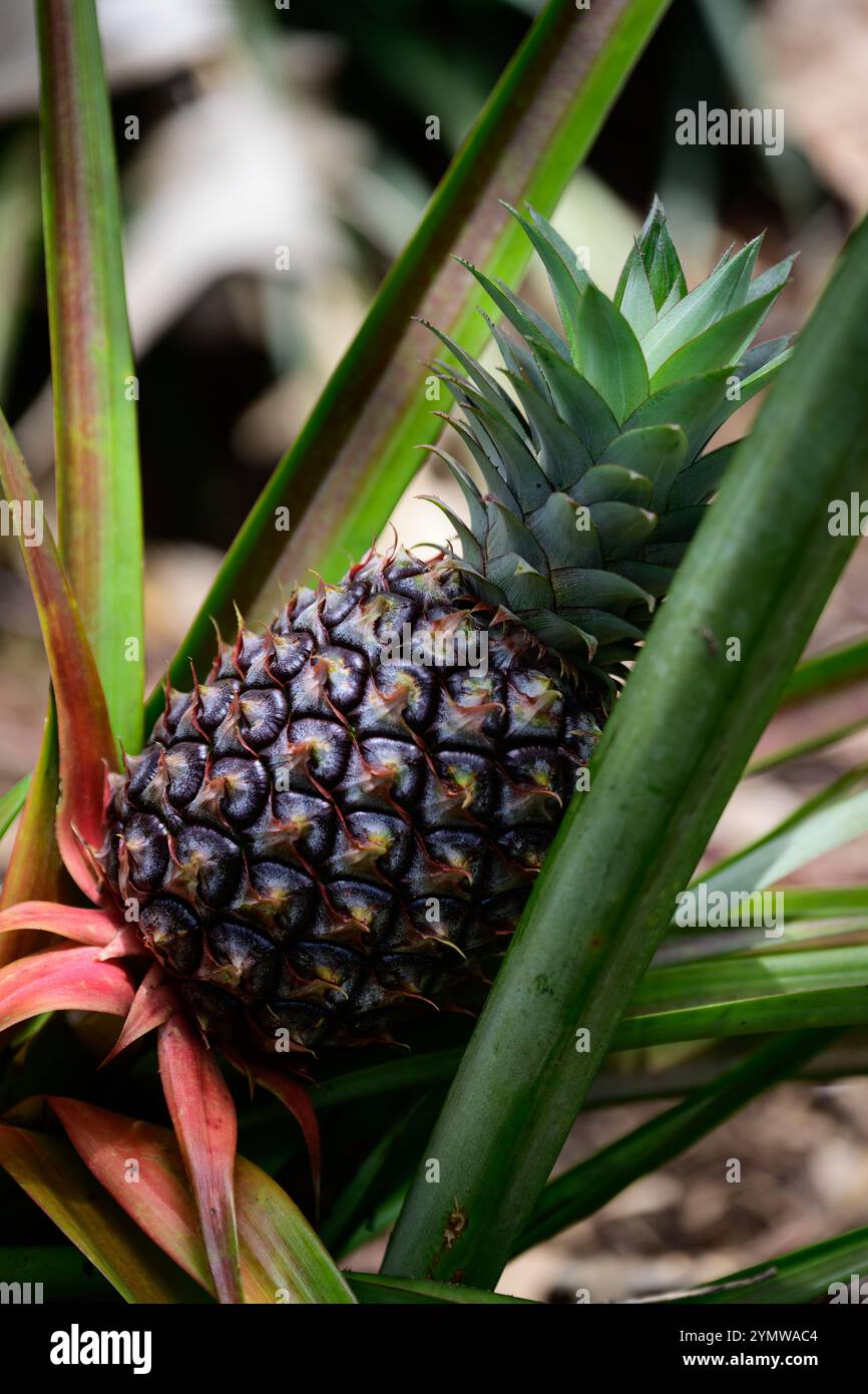 Small Pineapple Growing on the Shrub in Flores, Indonesia Stock Photo ...