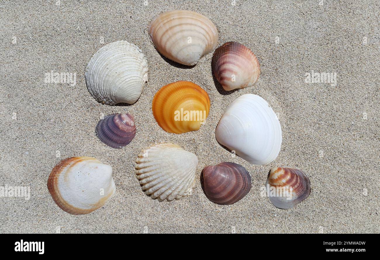 Sea shells on the sand background Stock Photo - Alamy