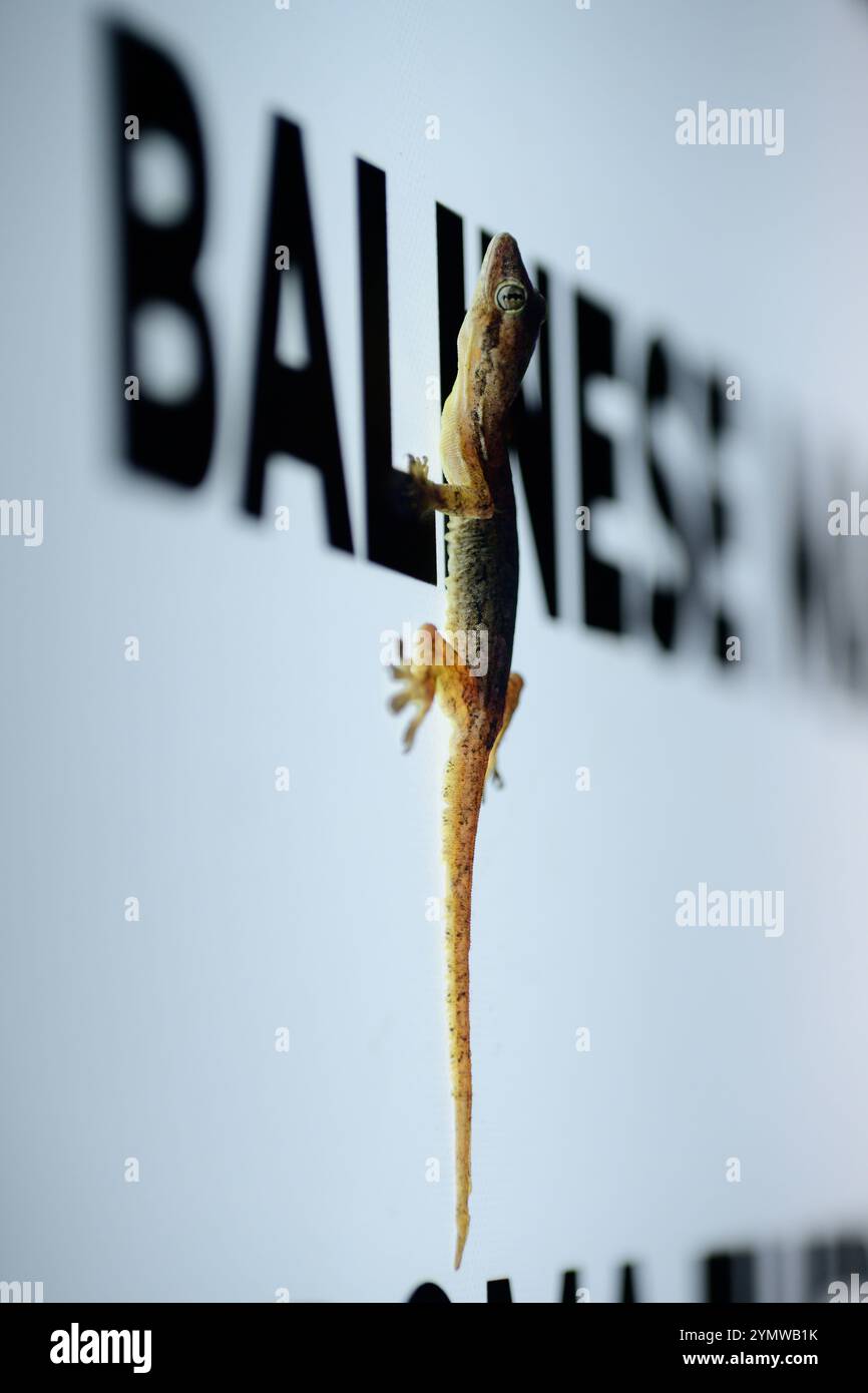 Balinese Gecko Lizard Sitting on an Illuminated Neon Advertisement in ...