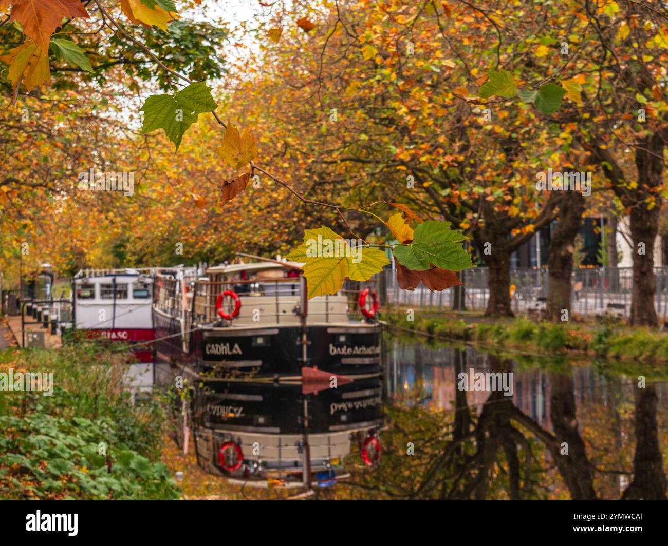 Autumn colours at the Grand Canal, Mespil Road Stock Photo - Alamy