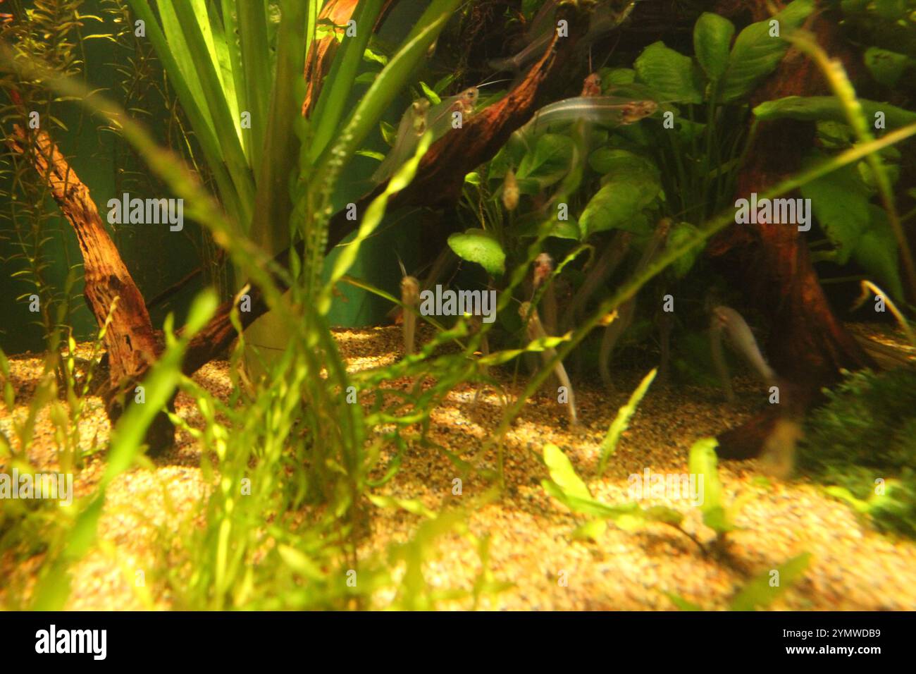 Crossocheilus oblongus small fish swimming in aquarium between algae ...