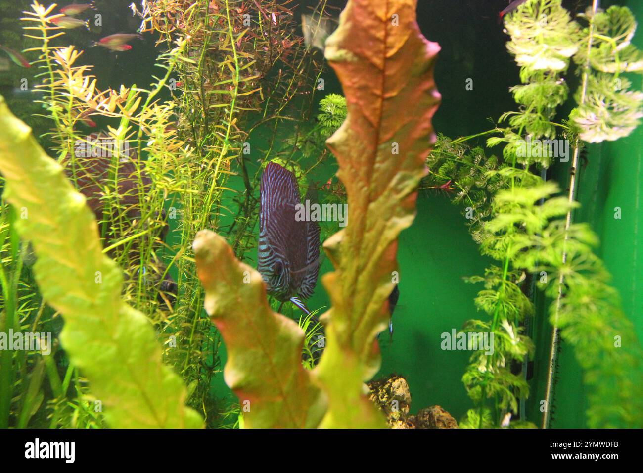 Symphysodon is a genus of cichlid fish widely distributed in the Amazon ...