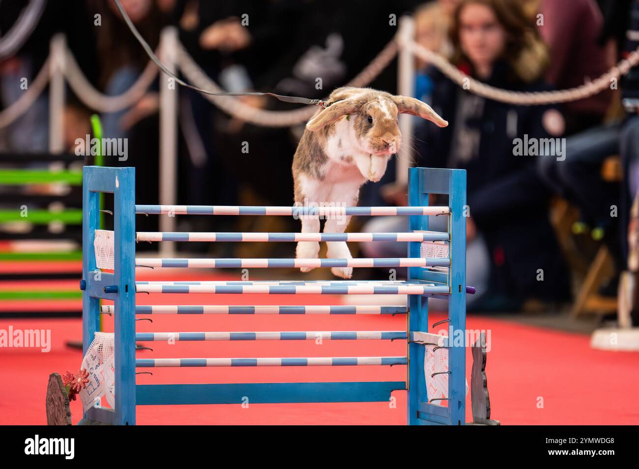 Stuttgart, Germany. 23rd Nov, 2024. A rabbit jumps over an obstacle ...