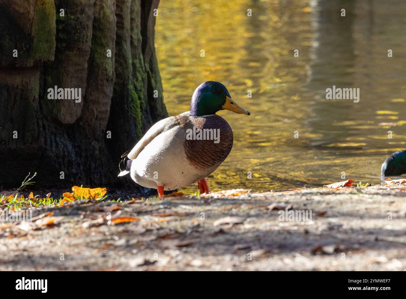 Breeding male mallard duck hi-res stock photography and images - Alamy