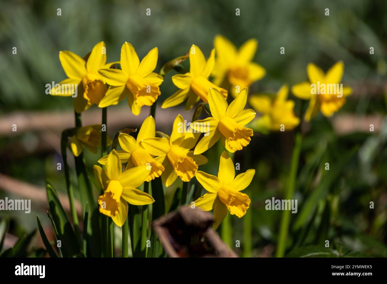 Yellow flowerheads hi-res stock photography and images - Alamy