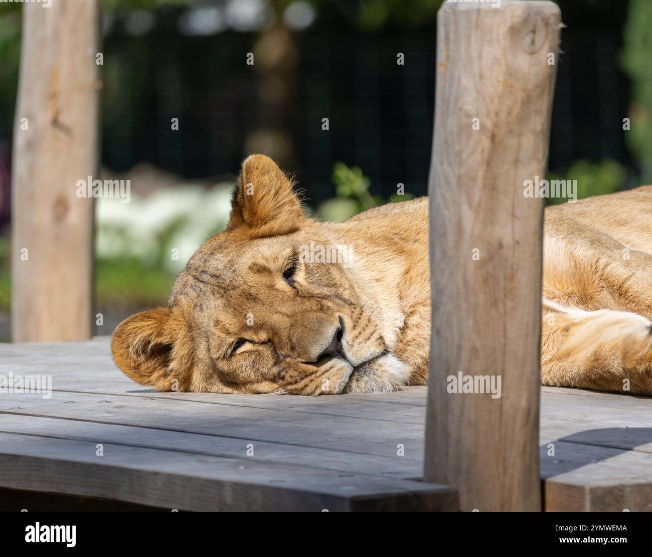Sleeping african lion hi-res stock photography and images - Alamy
