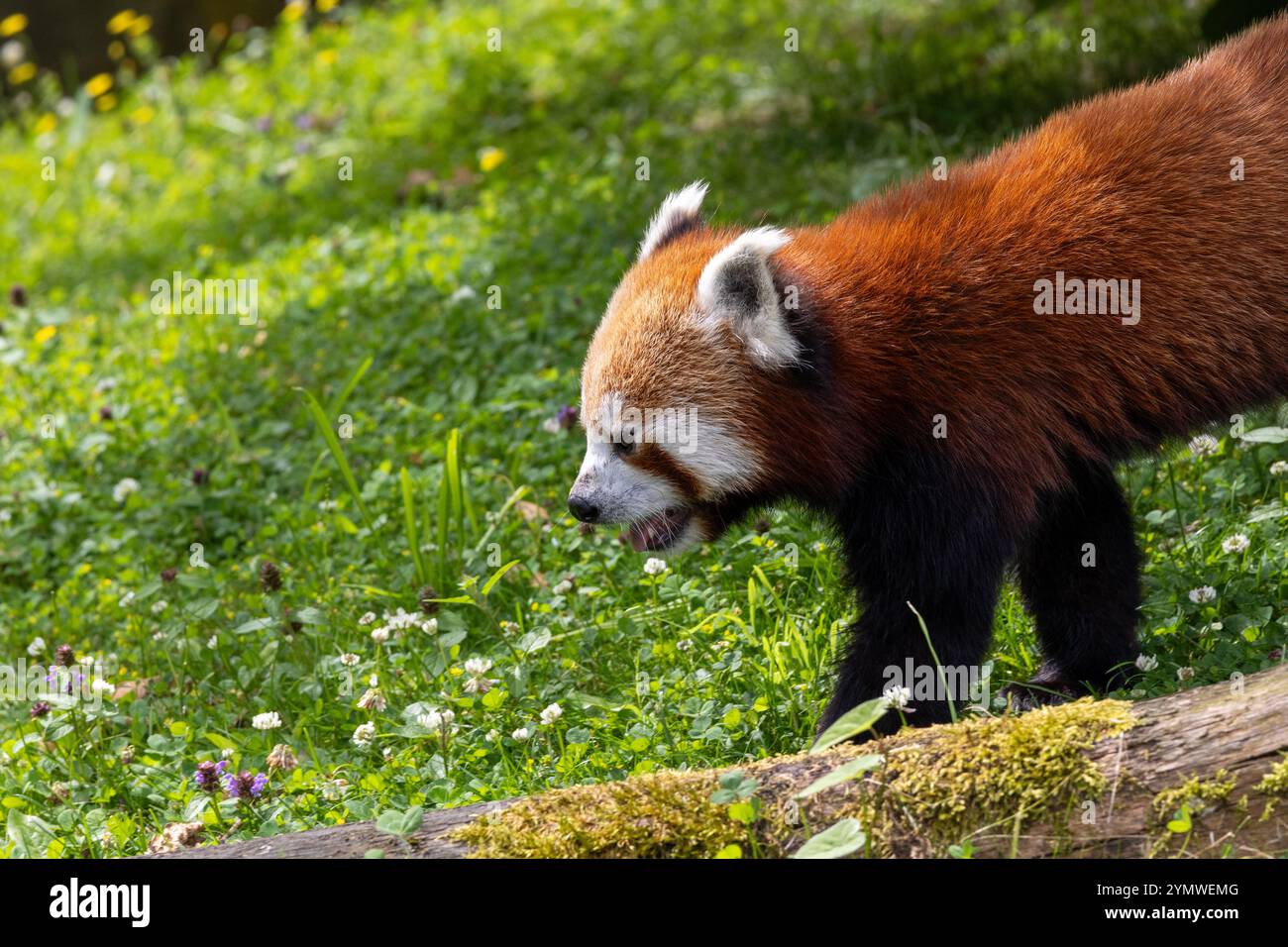 Western red panda (Ailurus fulgens fulgens), also known as the Nepalese ...