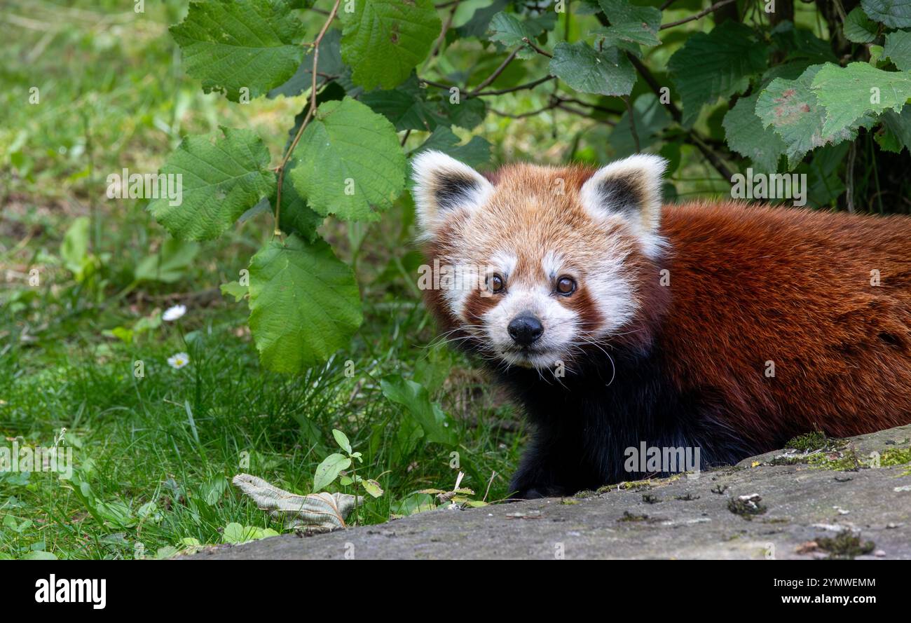 Western red panda (Ailurus fulgens fulgens), also known as the Nepalese ...