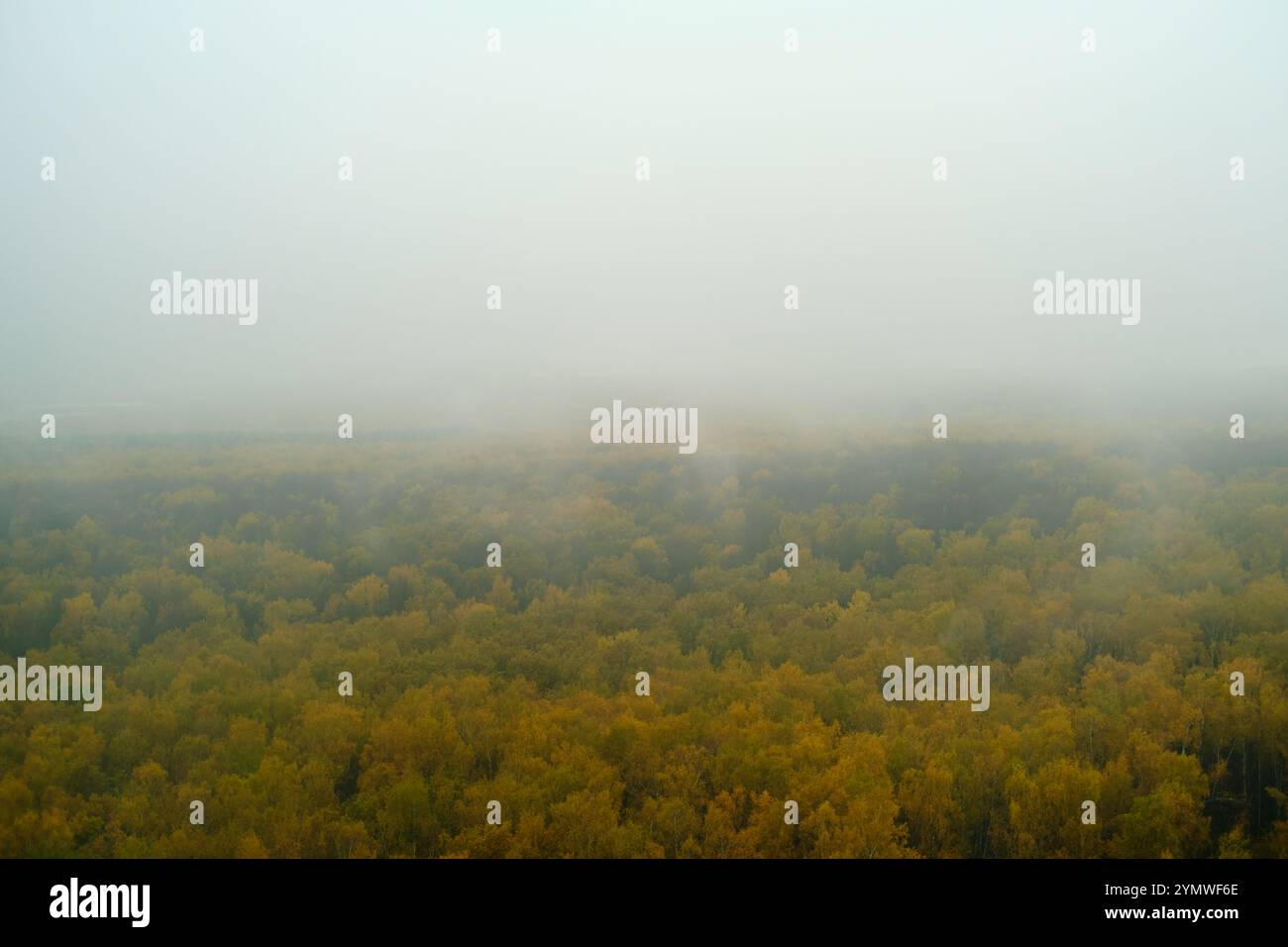 Forest woodland under dense treetops hi-res stock photography and ...