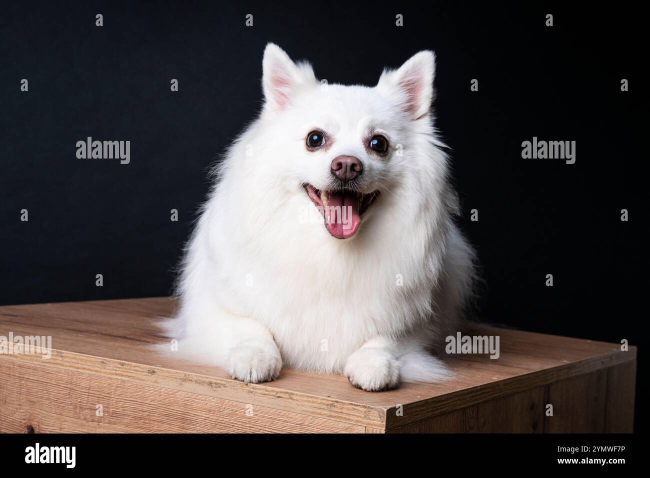 Pomeranian colors hi-res stock photography and images - Alamy