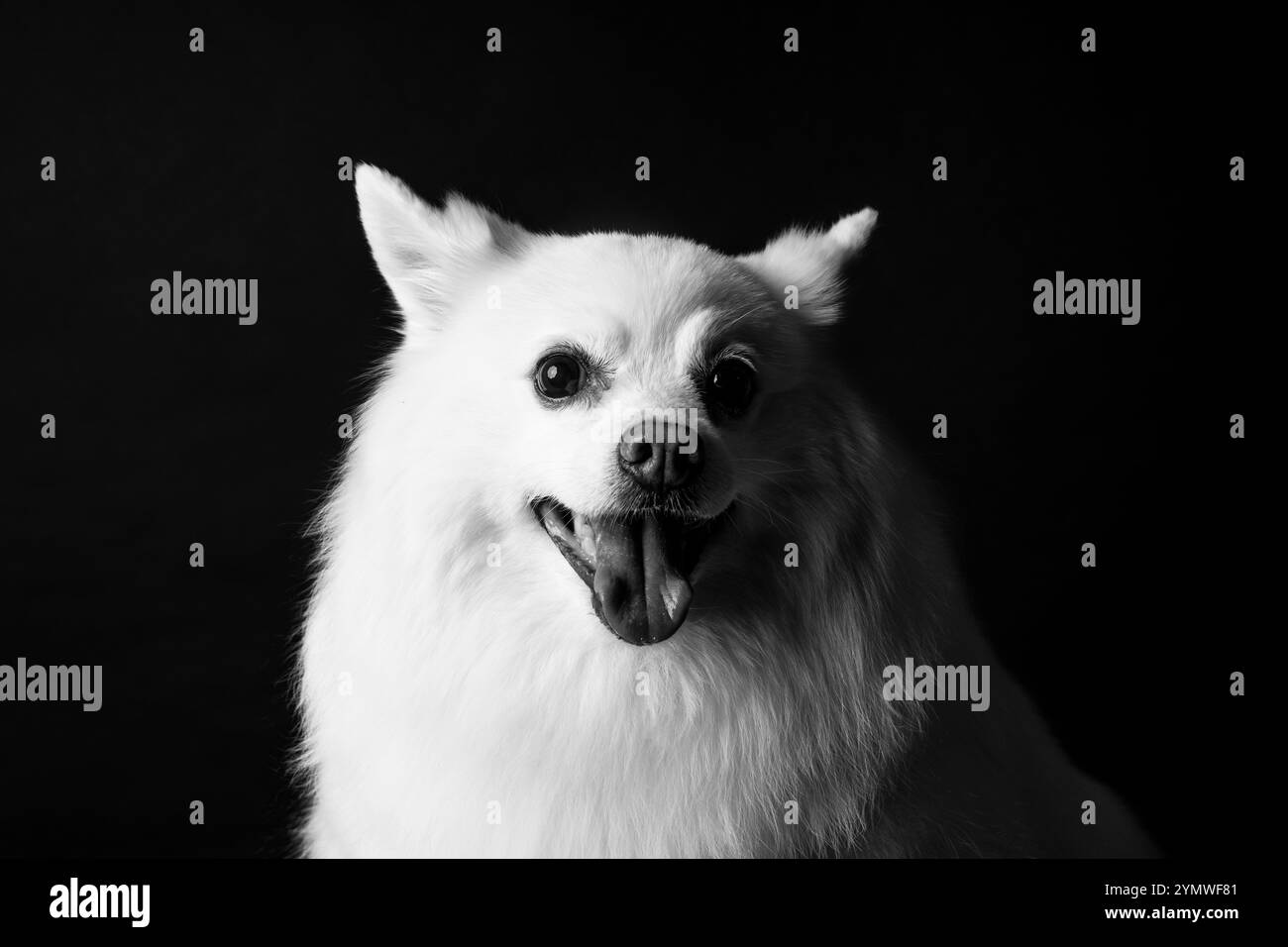 Cute pomeranian spitz sitting Black and White Stock Photos & Images - Alamy
