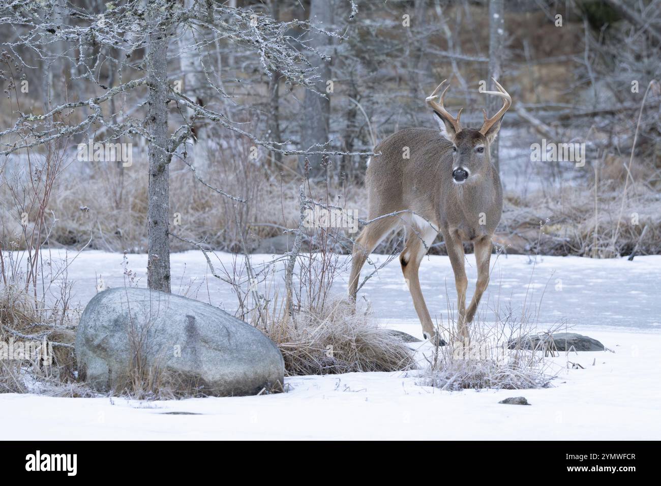 White-tailed Deer (Odocoileus virginianus). Mature Buck on an icy ...