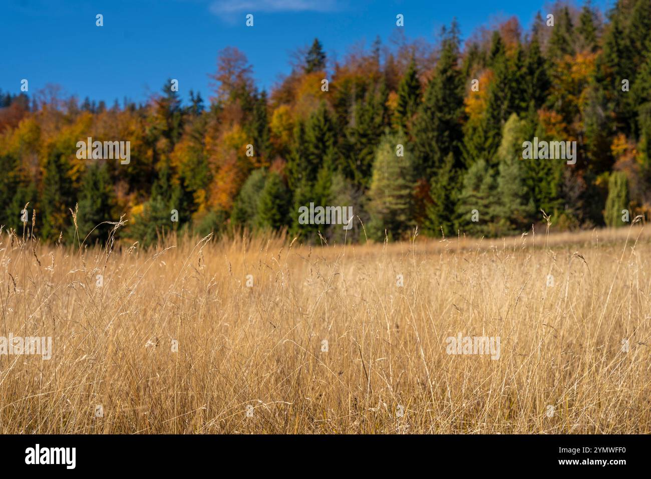 Golija mountain hi-res stock photography and images - Alamy