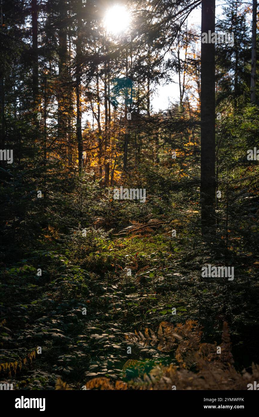 Sunlight rays through mountain grass hi-res stock photography and ...