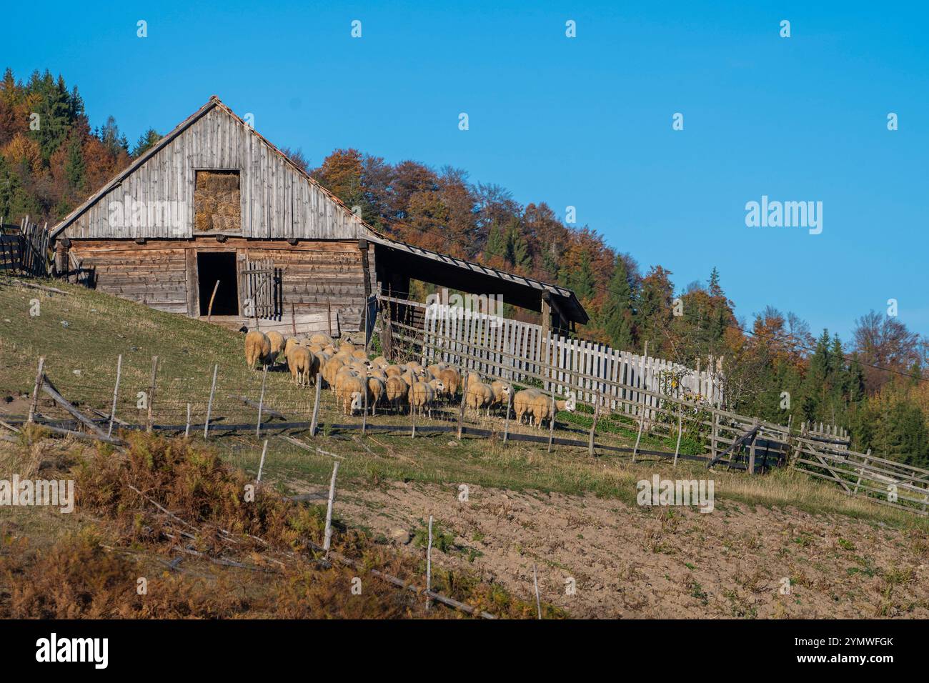A sheep flock next to a wooden stall on a hill of Golija mountain Stock ...