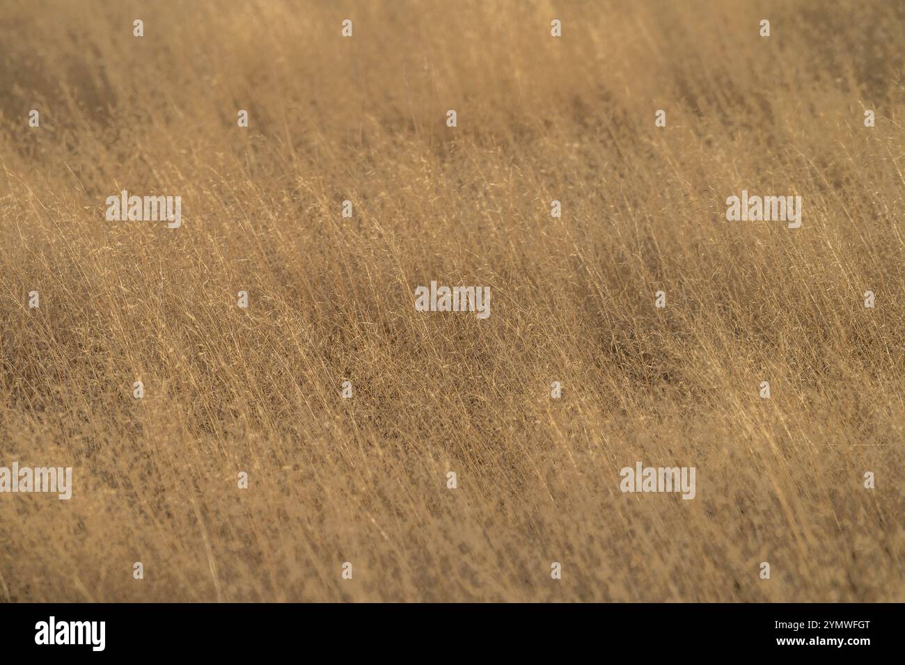 Golija mountain hi-res stock photography and images - Alamy