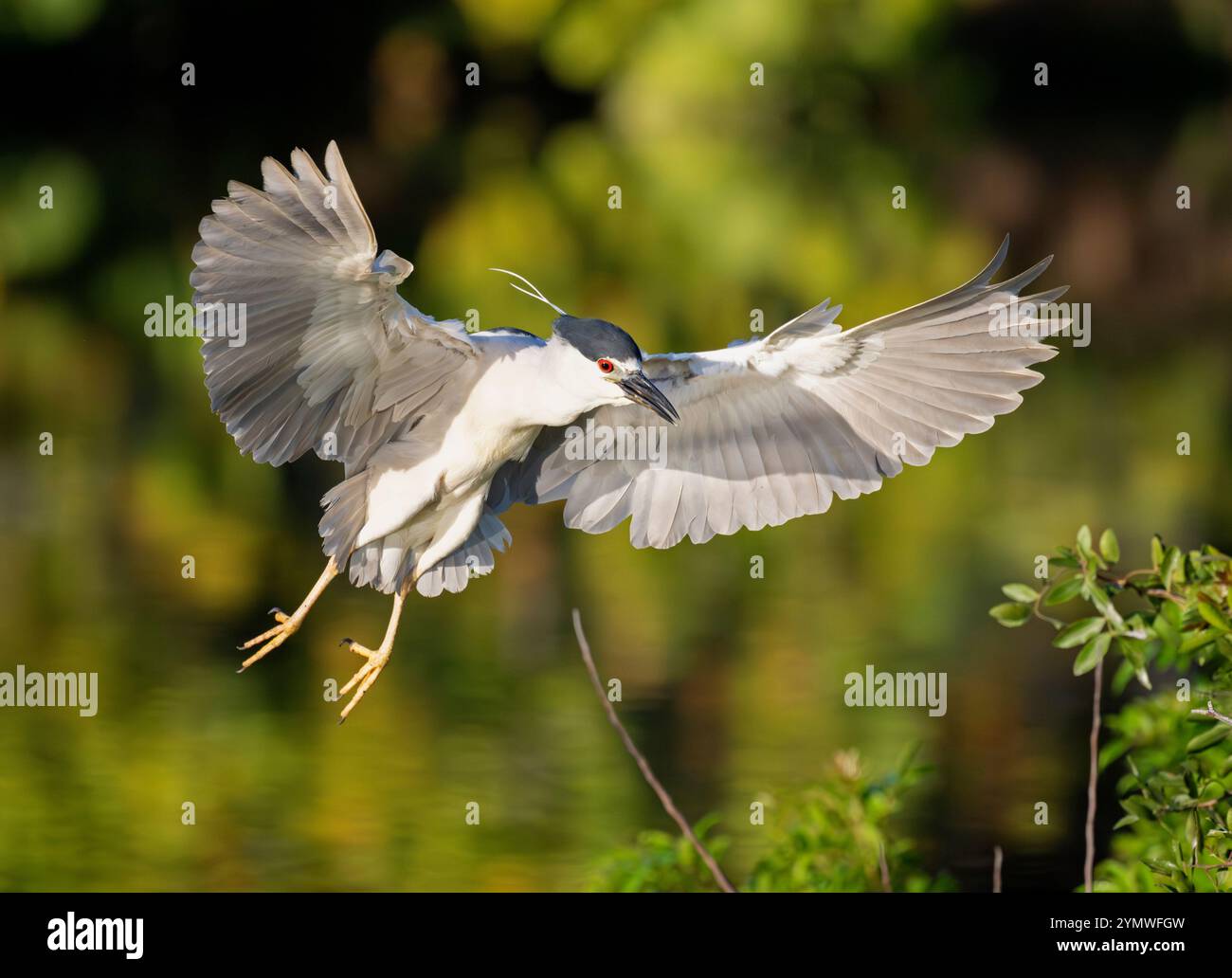 Black-crowned Night Heron (Nycticorax nycticorax). March at the Audubon ...