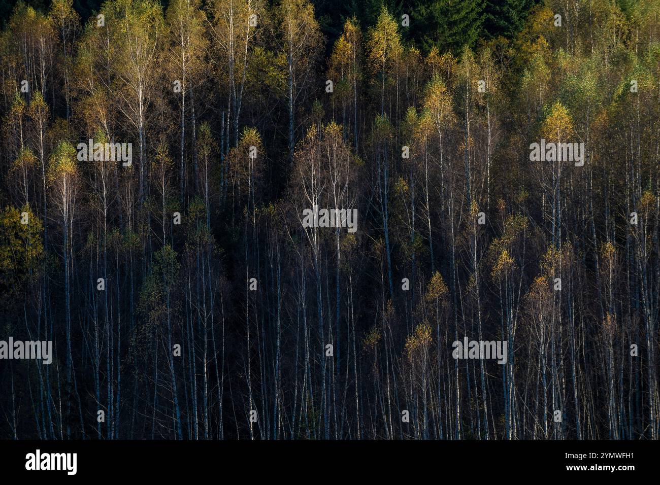 Tree lines on the slopes of Golija mountain Stock Photo - Alamy