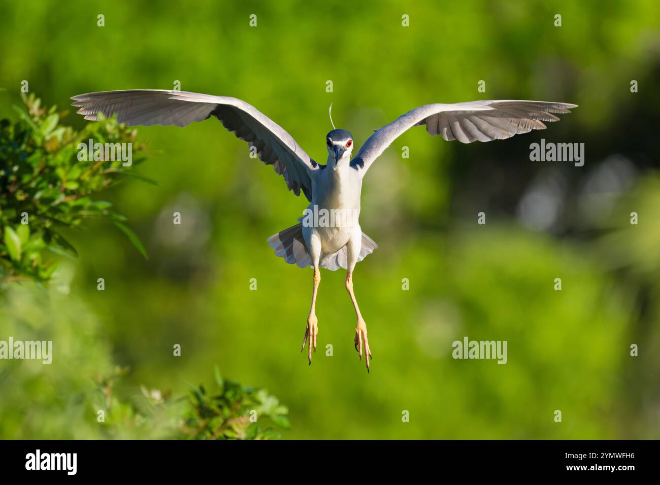 Black-crowned Night Heron (Nycticorax nycticorax). March at the Audubon ...