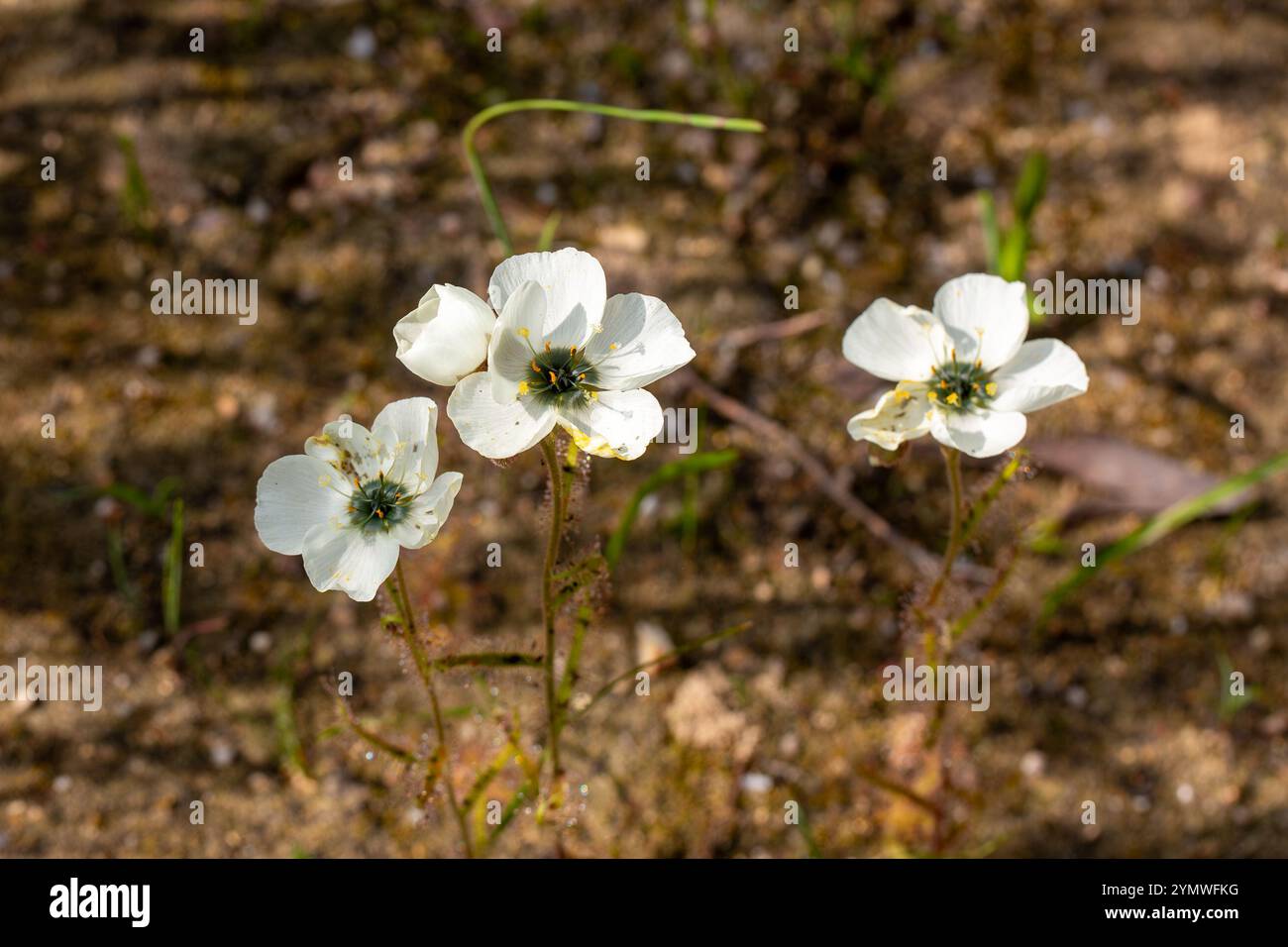 South African carnivorous plants: Three cream colored flowers of ...
