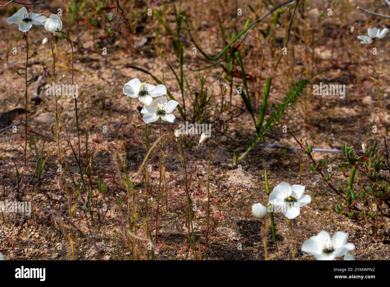 Carnivorous Plants: White flowering D. cistiflora in natural habitat ...