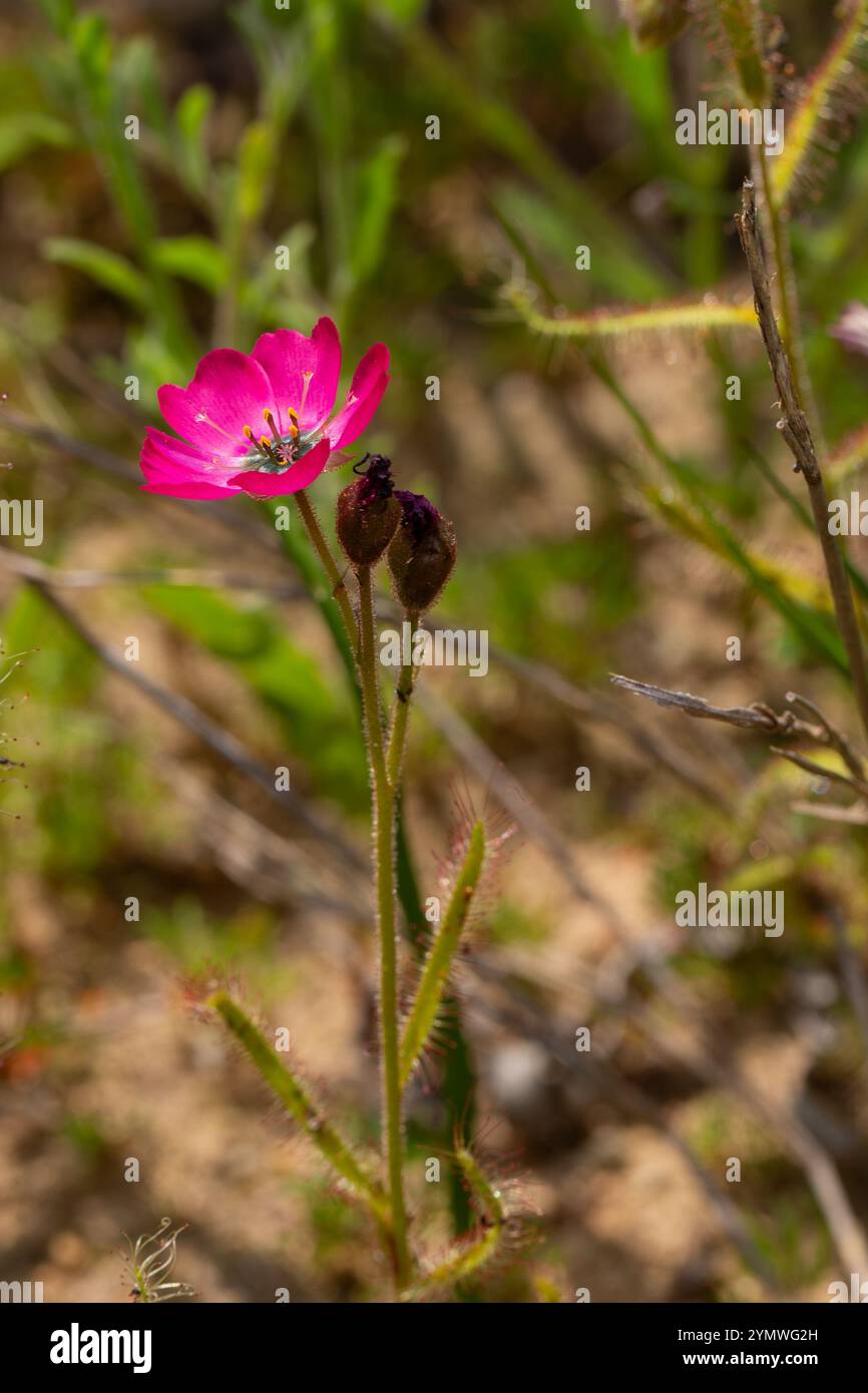 Carnivorous Plants of South Africa: A beautiful pink flowered form of ...