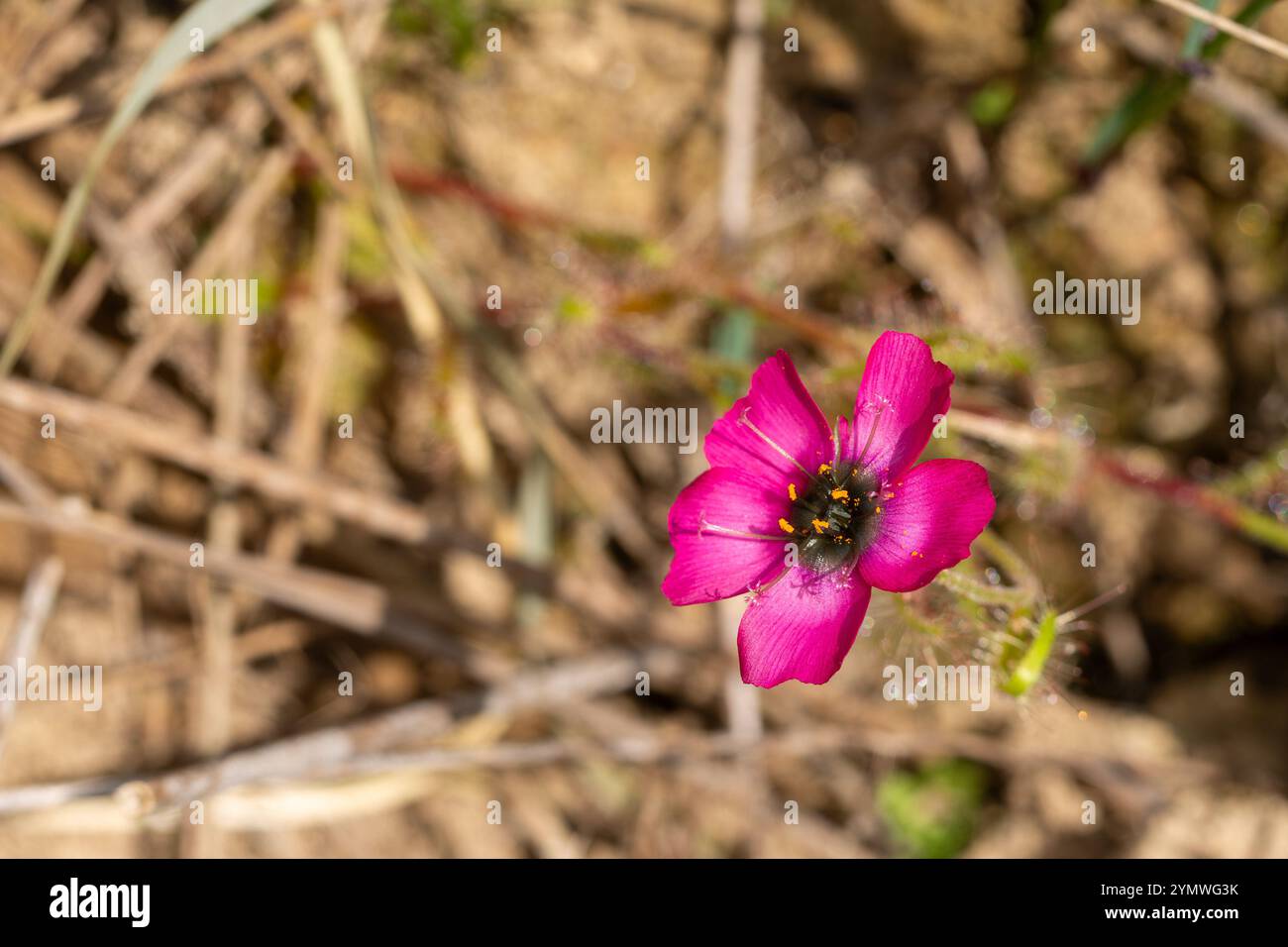 Carnivorous Plants of South Africa: A beautiful pink flowered form of ...