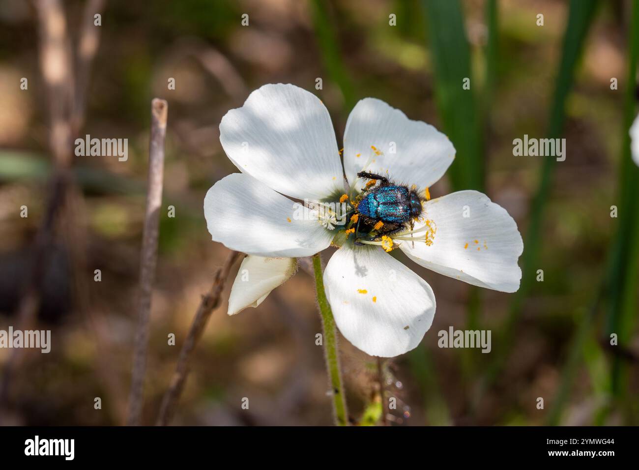 Blue Monkey Beetle pollinatig a white flower of Drosera cistiflora, a ...