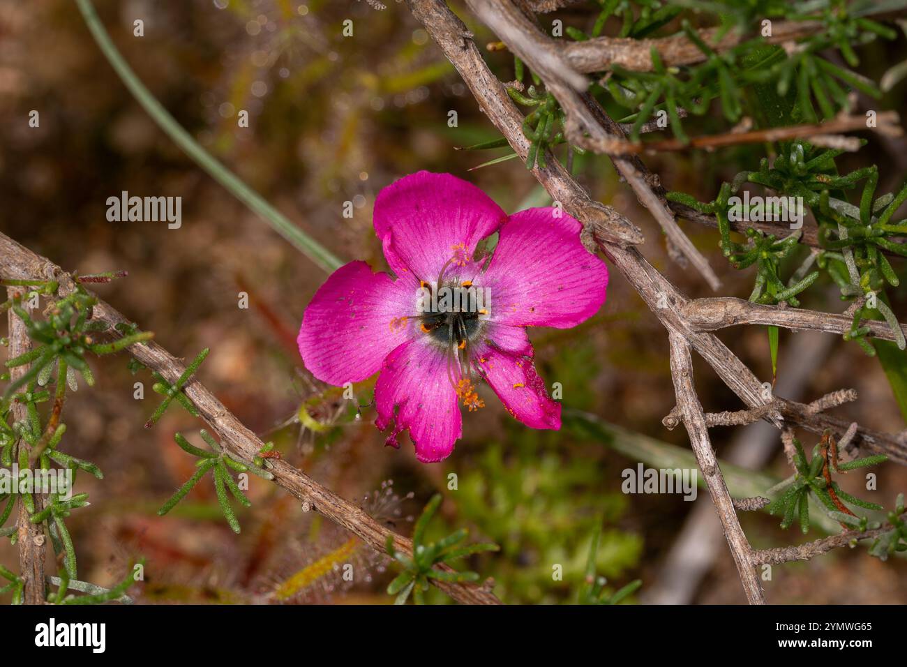 Carnivorous Plants of South Africa: A beautiful pink flowered form of ...