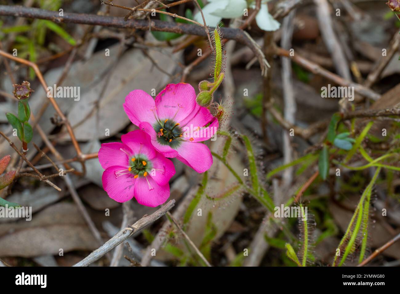 Carnivorous Plants of South Africa: A beautiful pink flowered form of ...